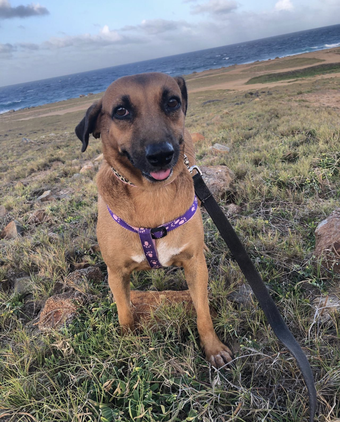 Dogs | Sgt. Pepper's Friends